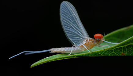 The Mayfly, Order Ephemeroptera. Hatchpedia™ - The simplest hatch guide ...